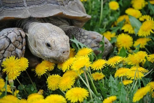 The Voice of the Turtle – Various Ramblings of a Nostalgic Italian