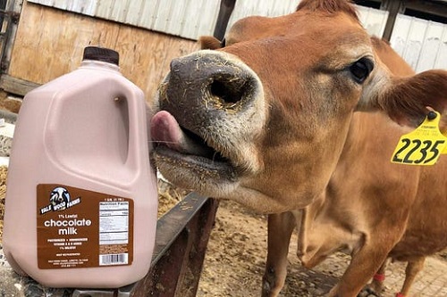 An Udder Disaster – Various Ramblings of a Nostalgic Italian